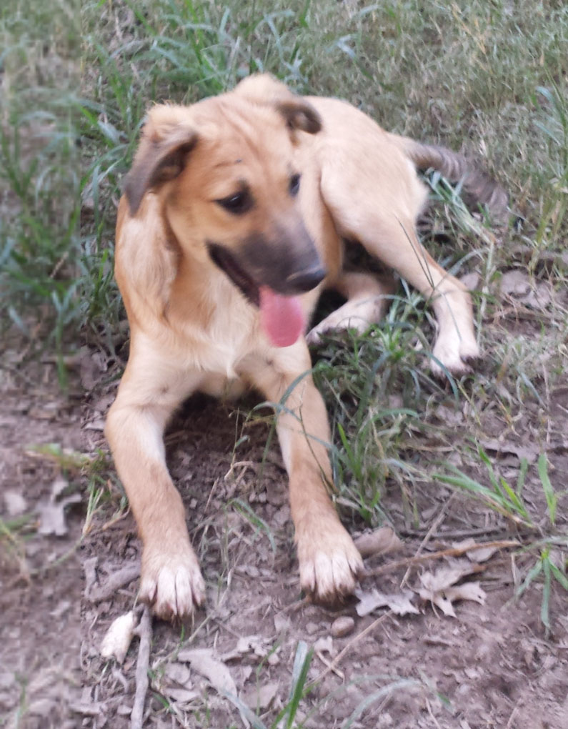 TRIS AD 12-10-16 - Rescue Dog Village Guardian, Inc.