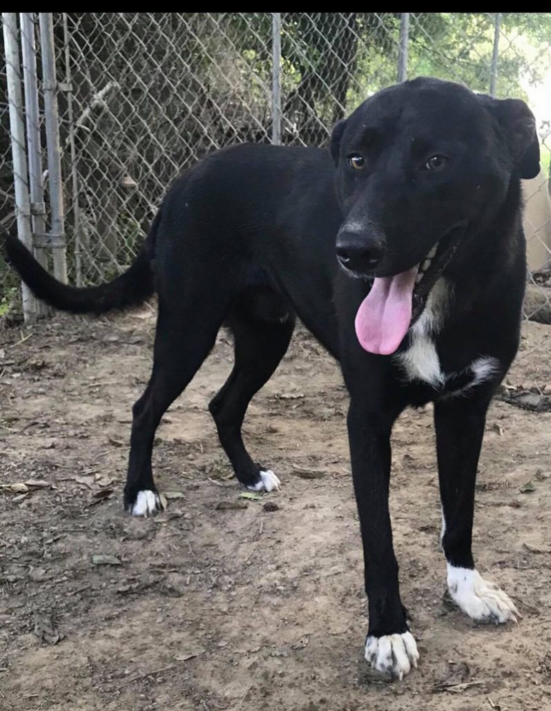 BEAUX AD 07-30-19 - Rescue Dog Village Guardian, Inc.