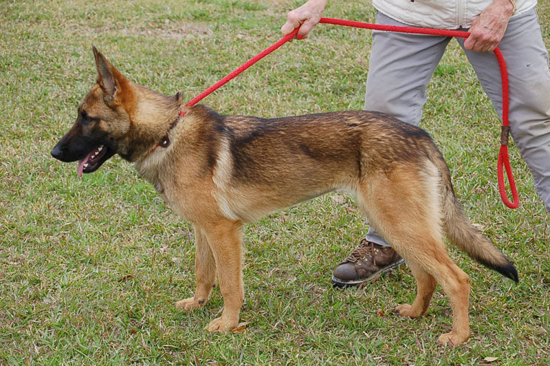 GRETTA AD 03-17-23 - Rescue Dog Village Guardian, Inc.