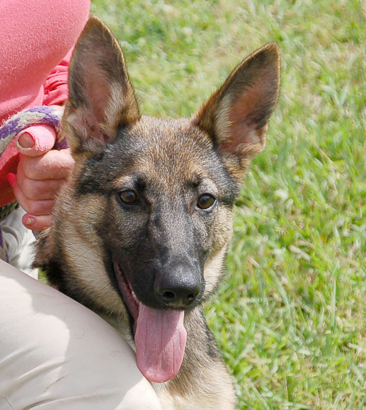 AMY - Rescue Dog Village Guardian, Inc.