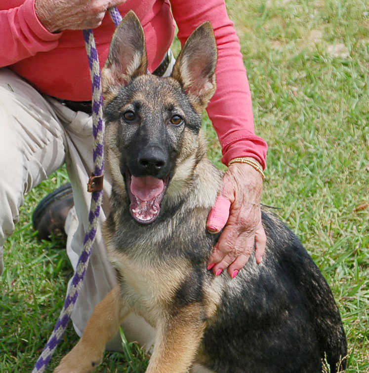 AMY - Rescue Dog Village Guardian, Inc.