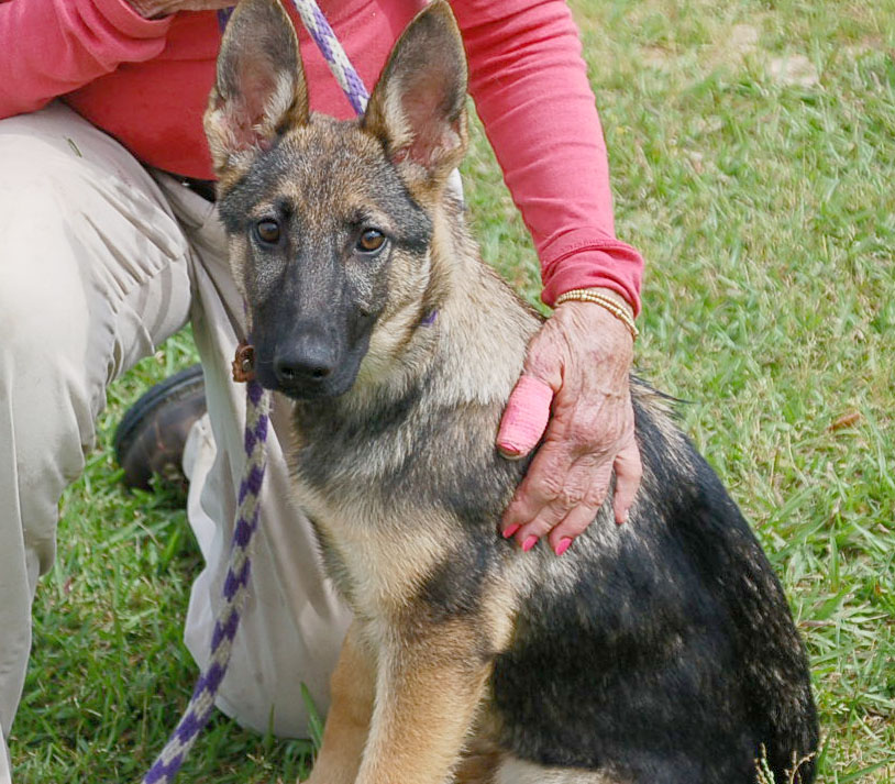 AMY - Rescue Dog Village Guardian, Inc.