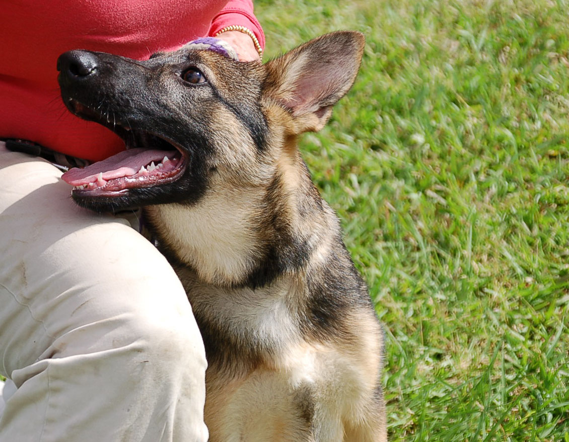 AMY - Rescue Dog Village Guardian, Inc.