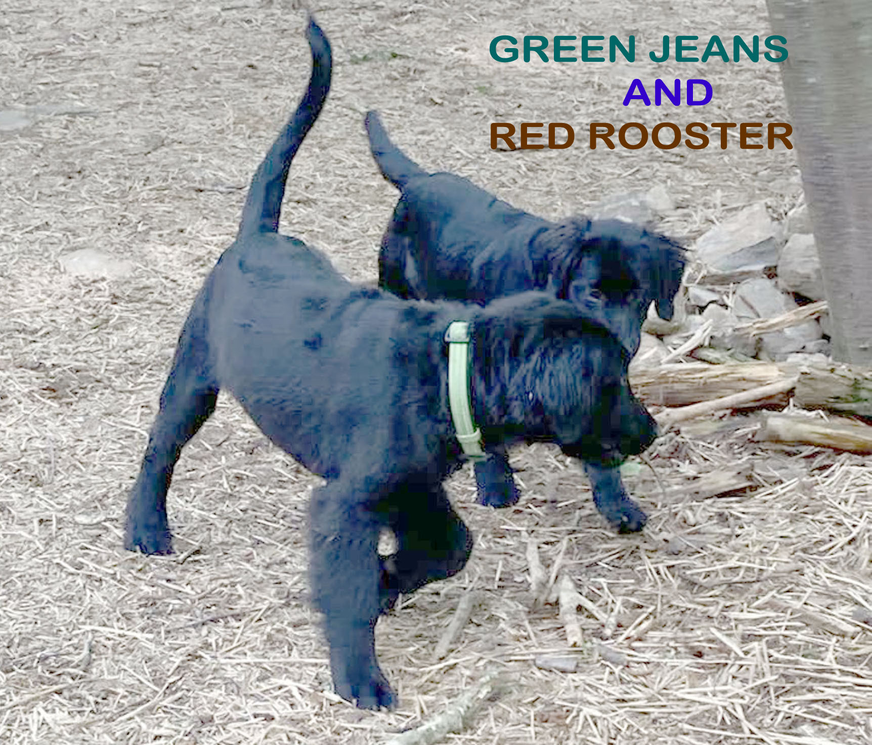 GREEN JEANS - Rescue Dog Village Guardian, Inc.