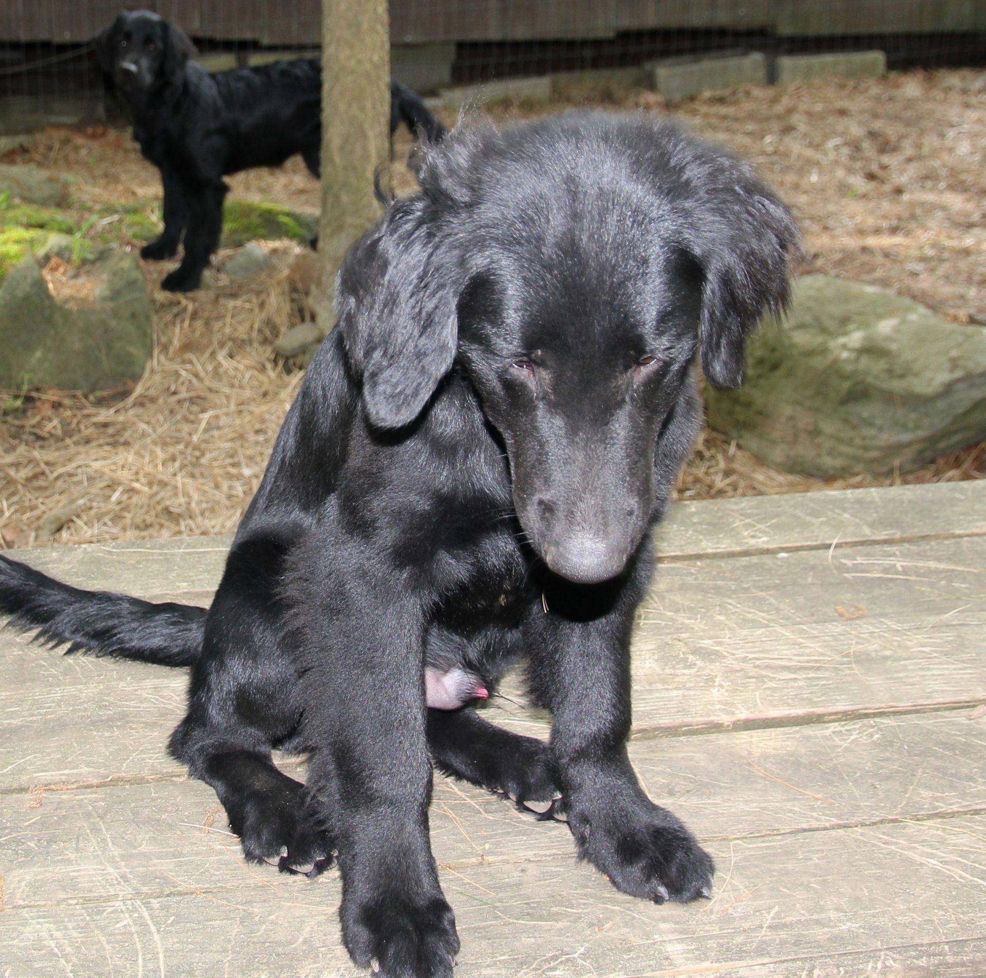 GREEN JEANS - Rescue Dog Village Guardian, Inc.