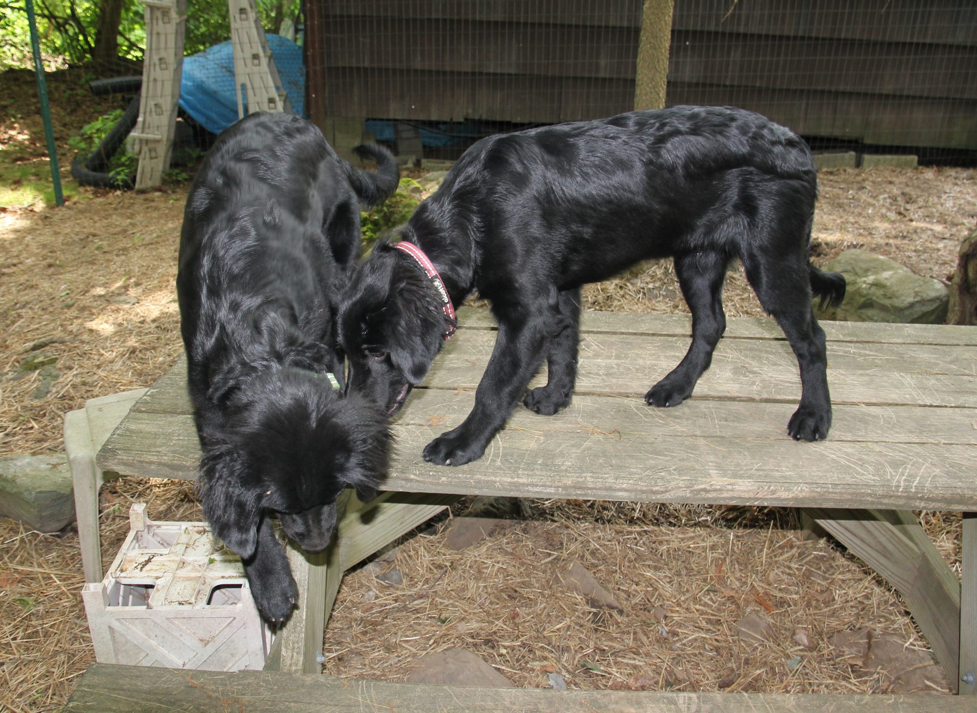 GREEN JEANS - Rescue Dog Village Guardian, Inc.